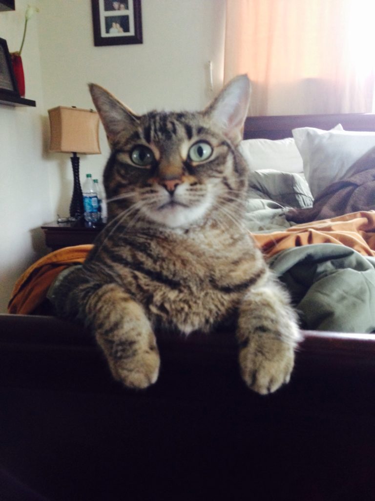 Jasmine Main Photo-3 - The Pet Sketcher